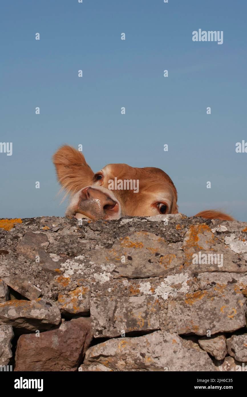 Cow looking over stone wall hi-res stock photography and images - Alamy