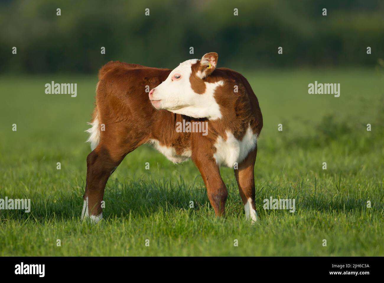 Cow (Bos taurus) juvenile calf in a grass field, Norfolk, England ...