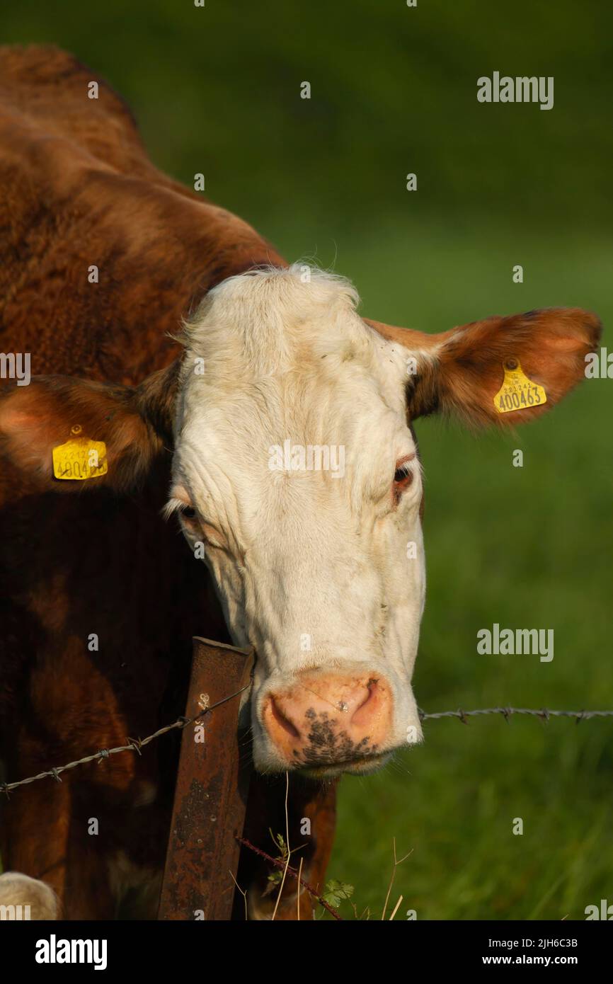 Cow (Bos taurus) adult animal rubbing its neck on a fence post, Norfolk ...
