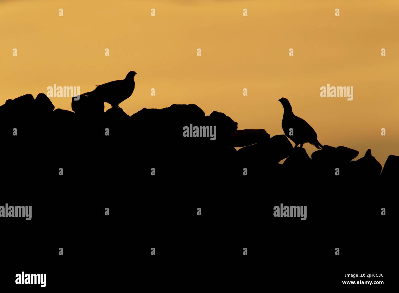 Flying Grouse Silhouette
