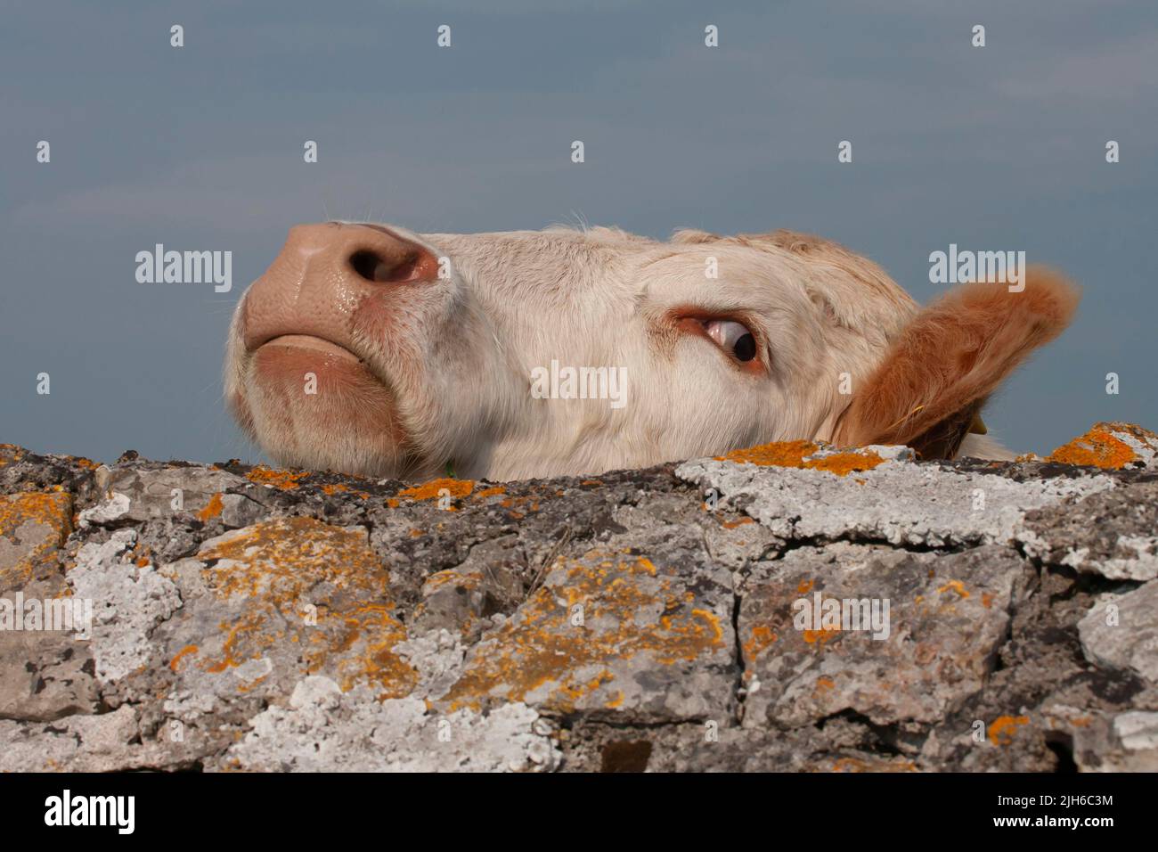 Cow looking over stone wall hi-res stock photography and images - Alamy