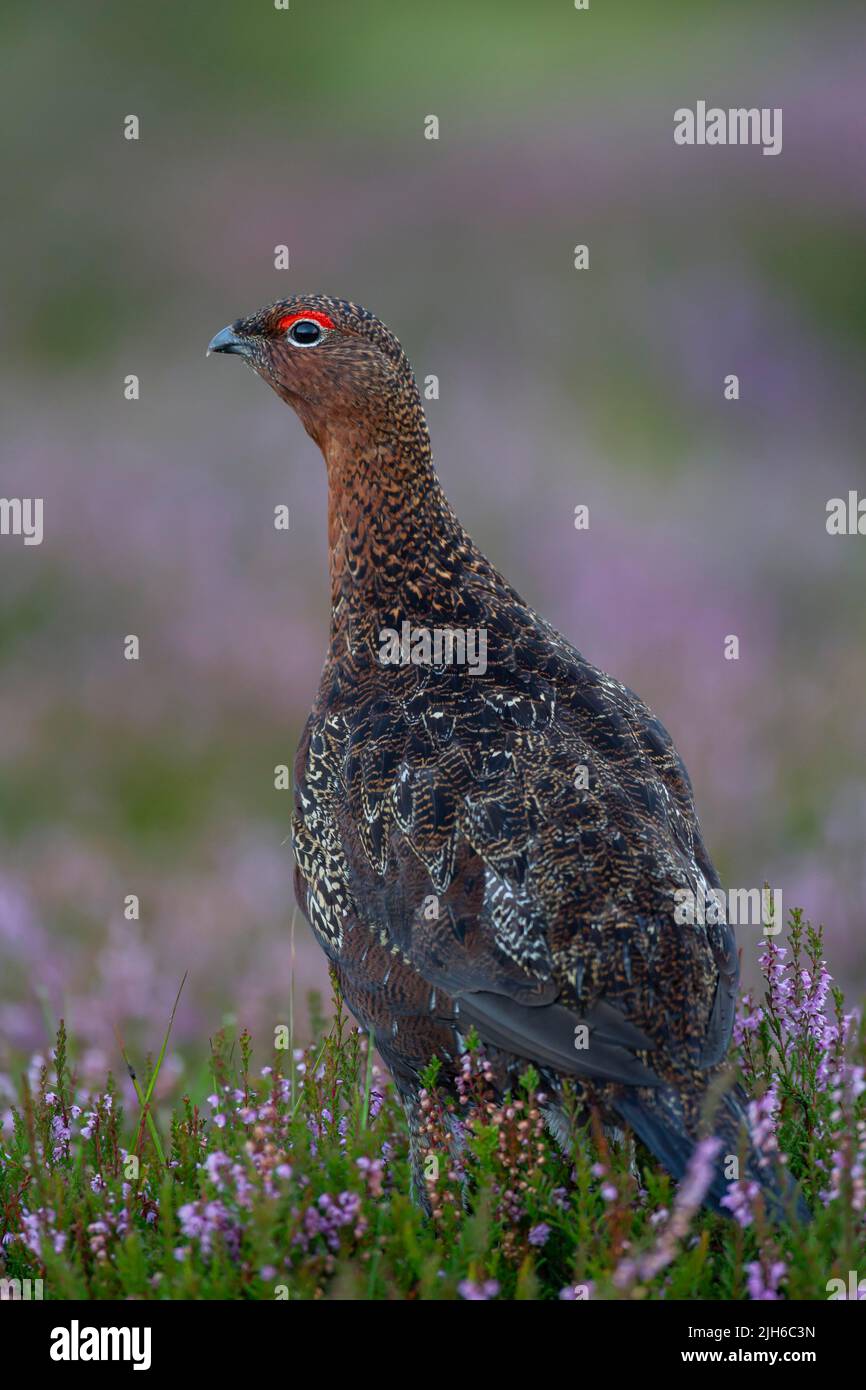Red grouse (Lagopus lagopus scotica) adult male bird on a Summer ...