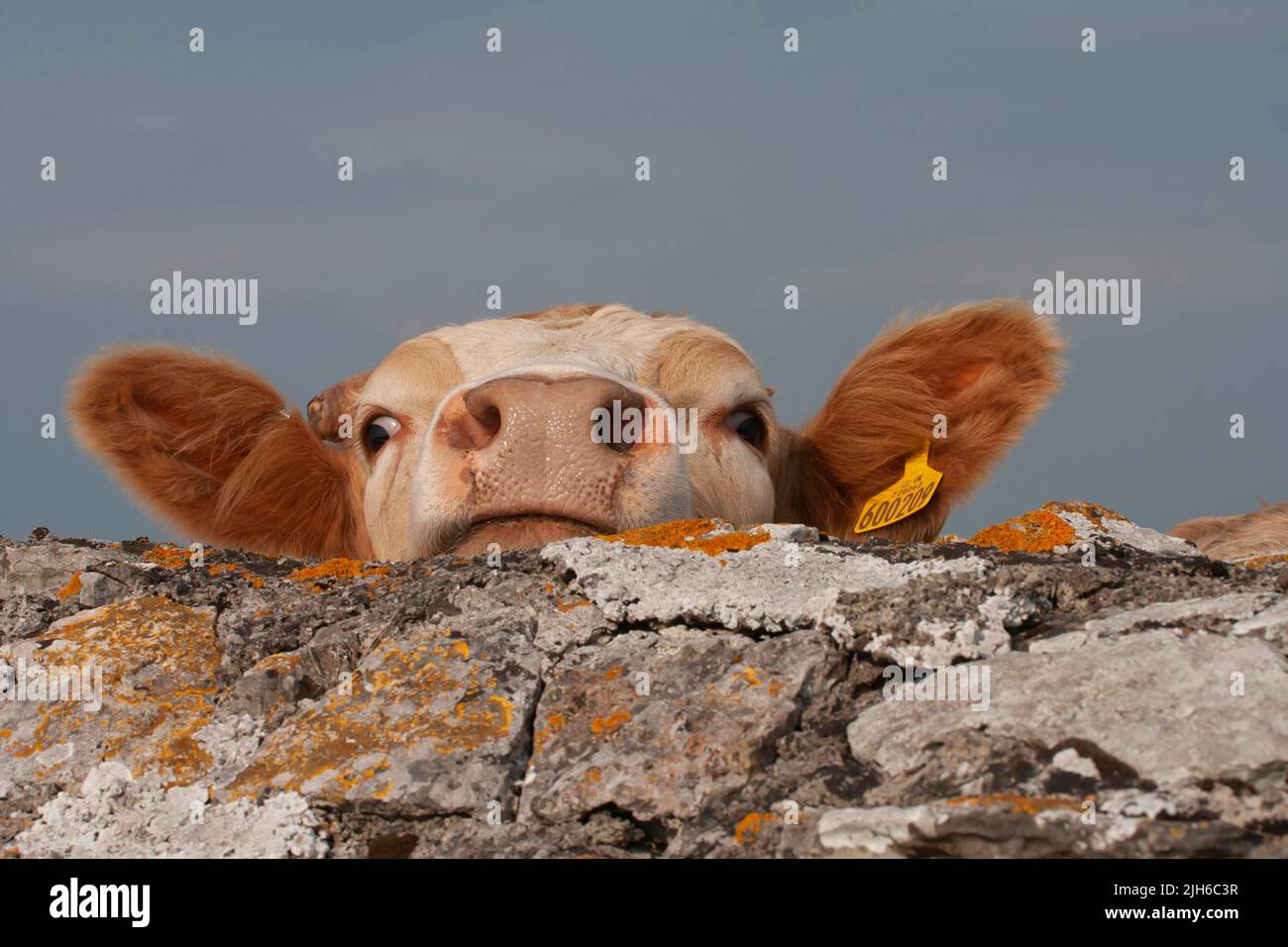 Cow looking over stone wall hi-res stock photography and images - Alamy