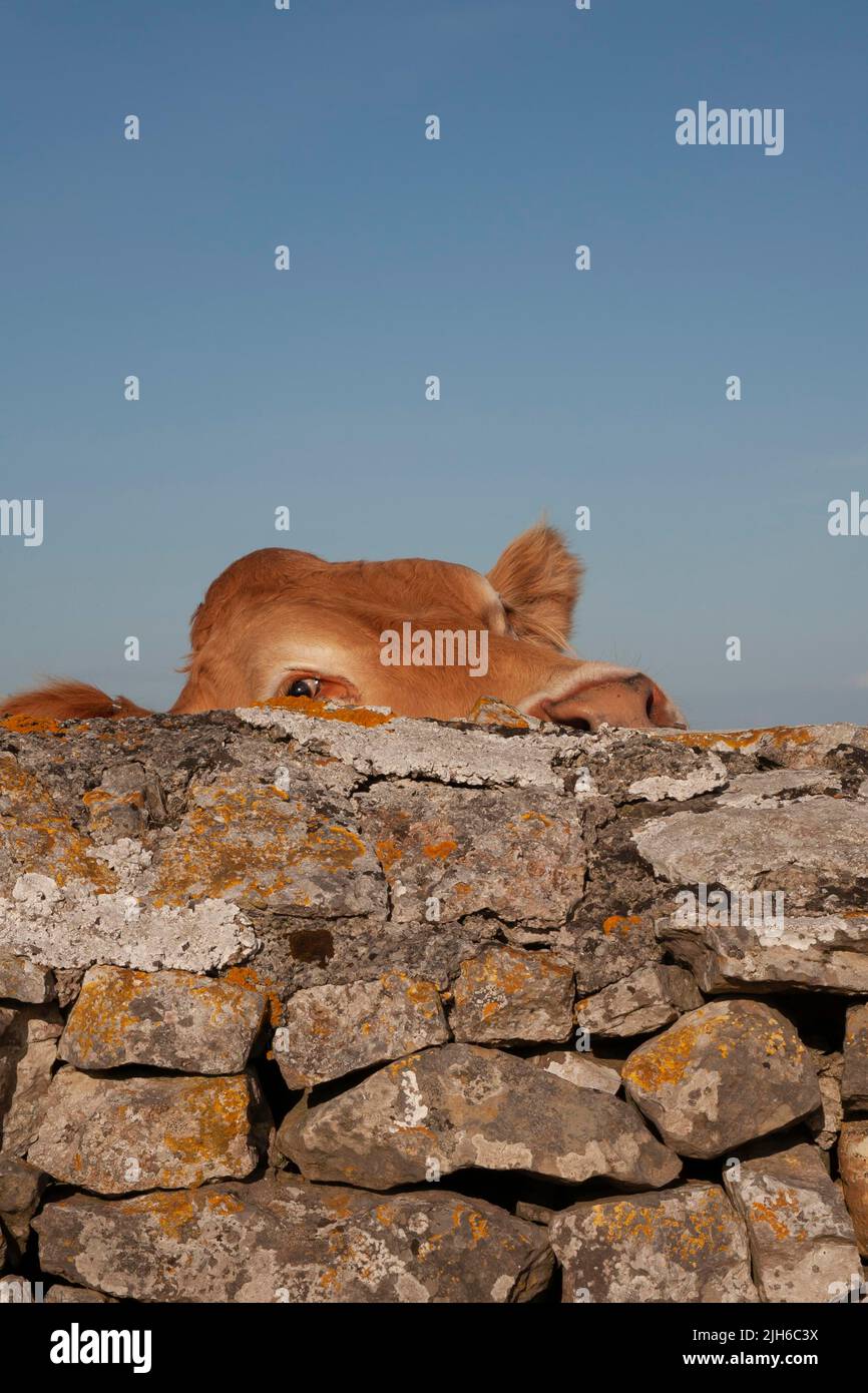Cow looking over stone wall hi-res stock photography and images - Alamy
