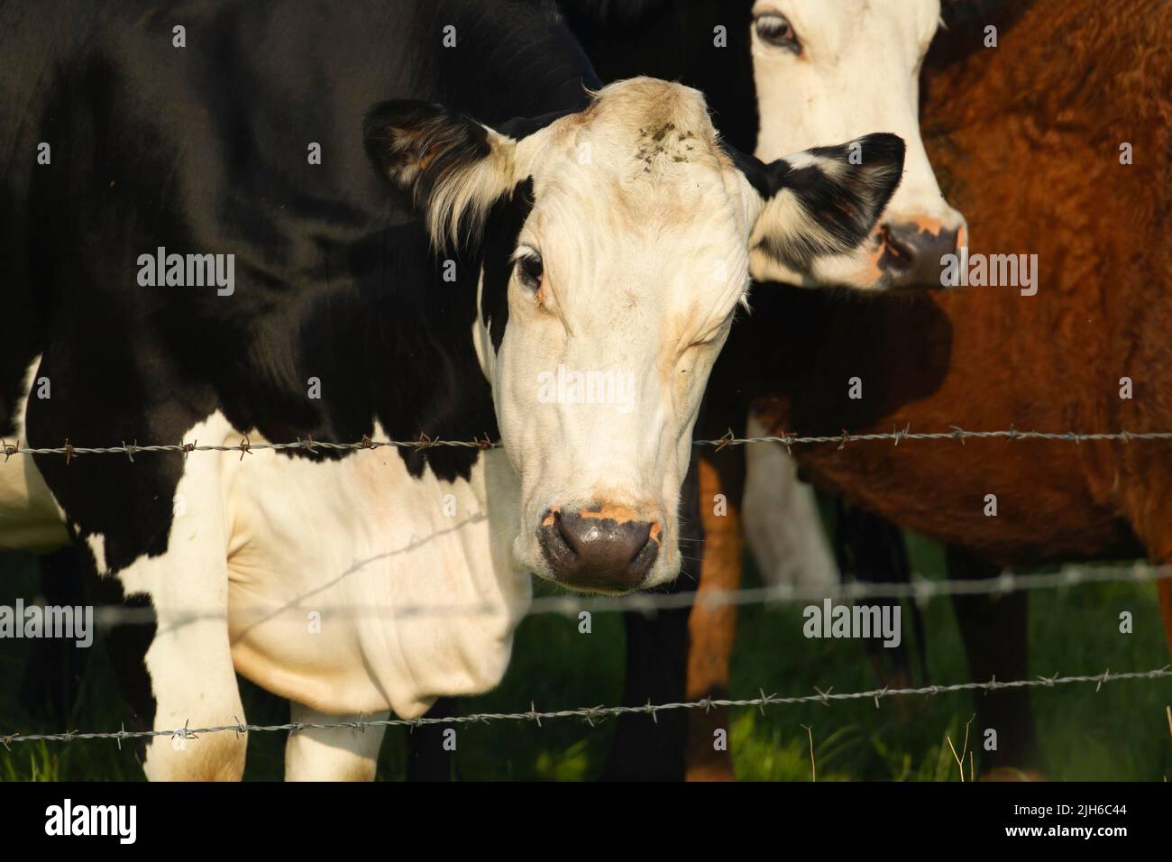 Cow (Bos taurus) adult animal rubbing its neck on a barb wire fence ...