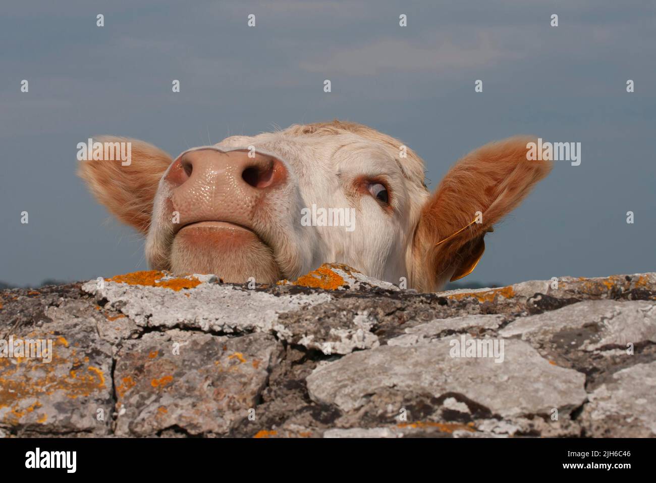 Cow looking over stone wall hi-res stock photography and images - Alamy