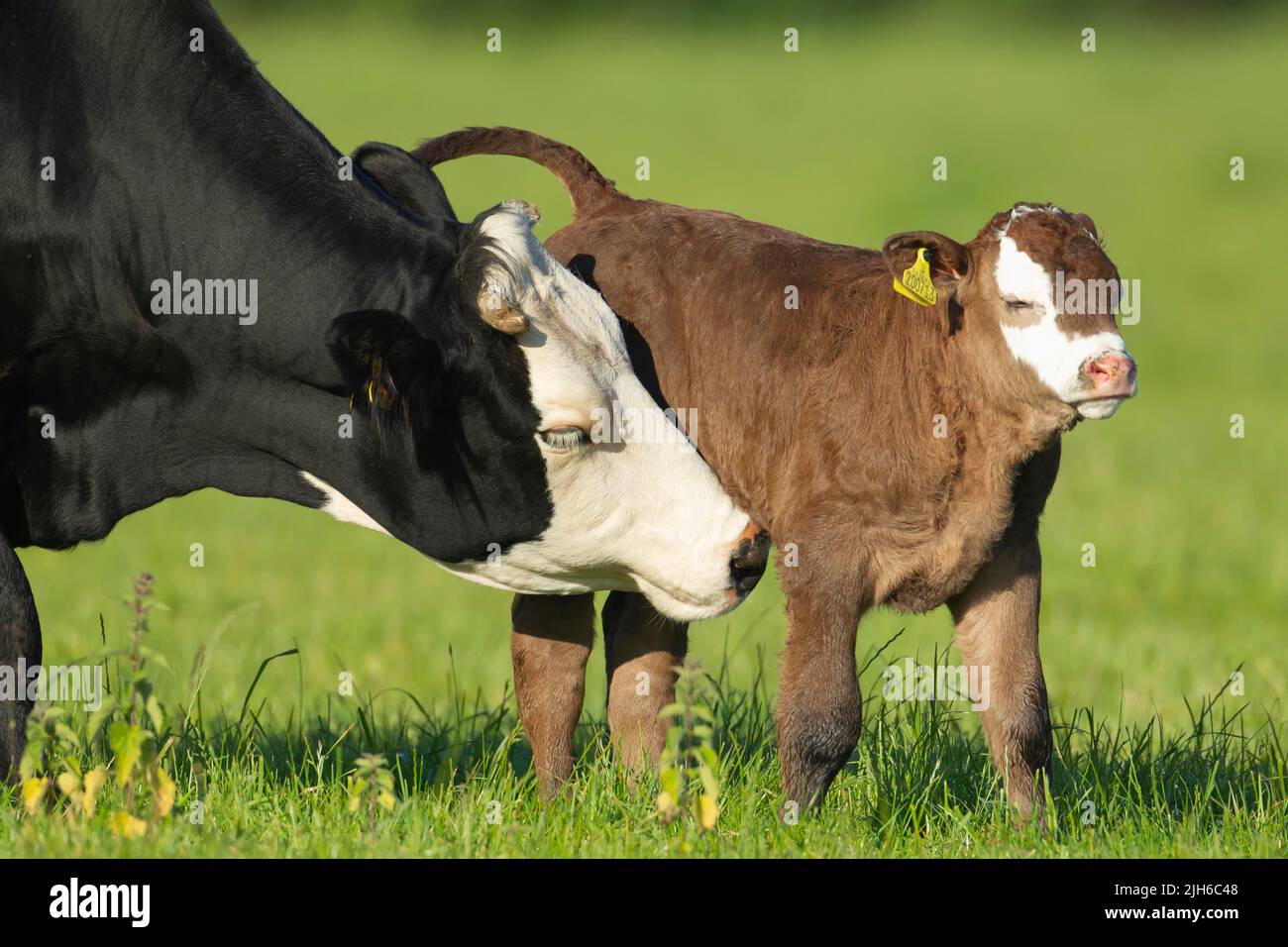 Cow (Bos taurus) adult touching her juvenile calf with her nose in a ...