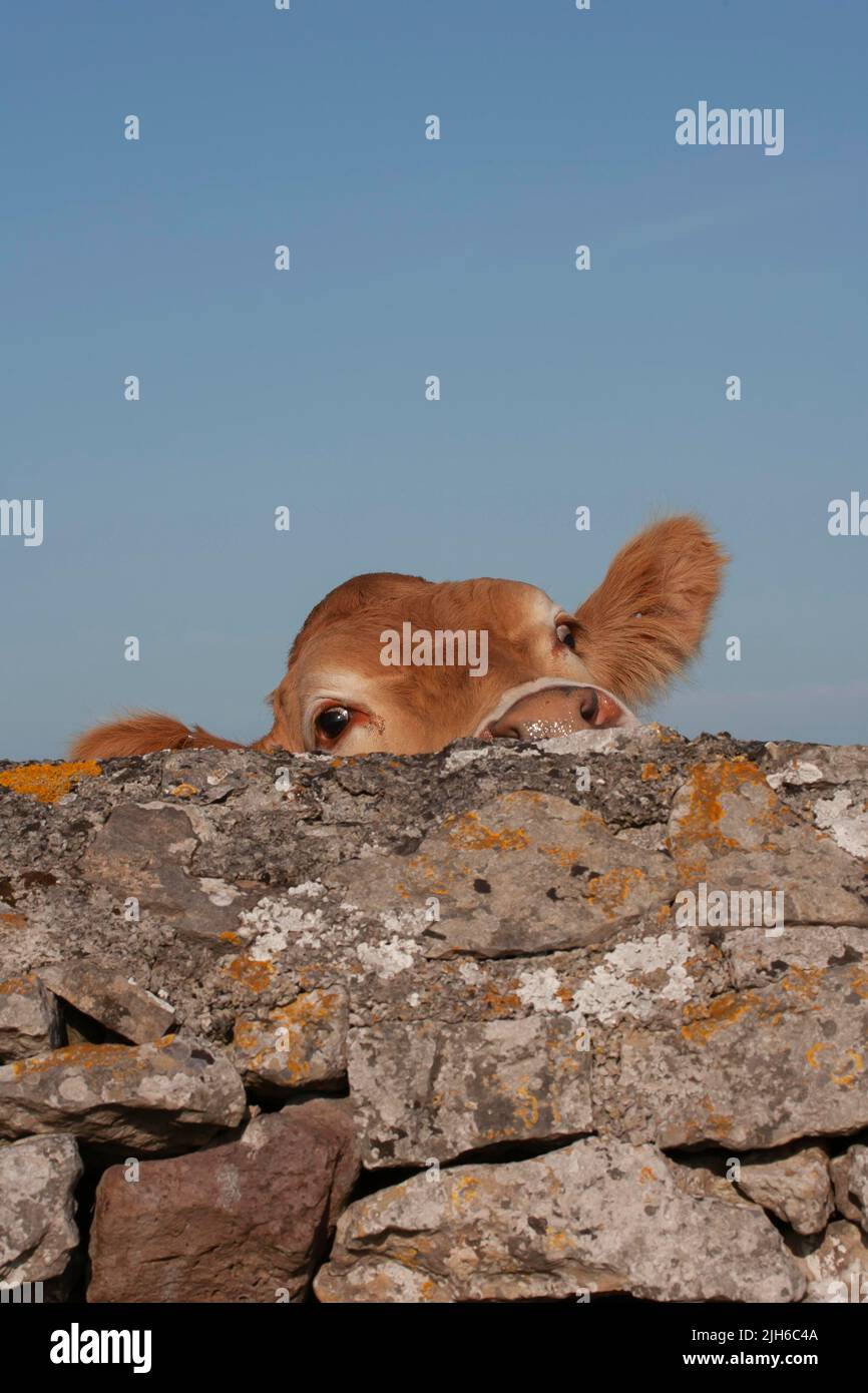 Cow (Bos taurus) adult animal looking over a stone wall, Pembrokeshire ...