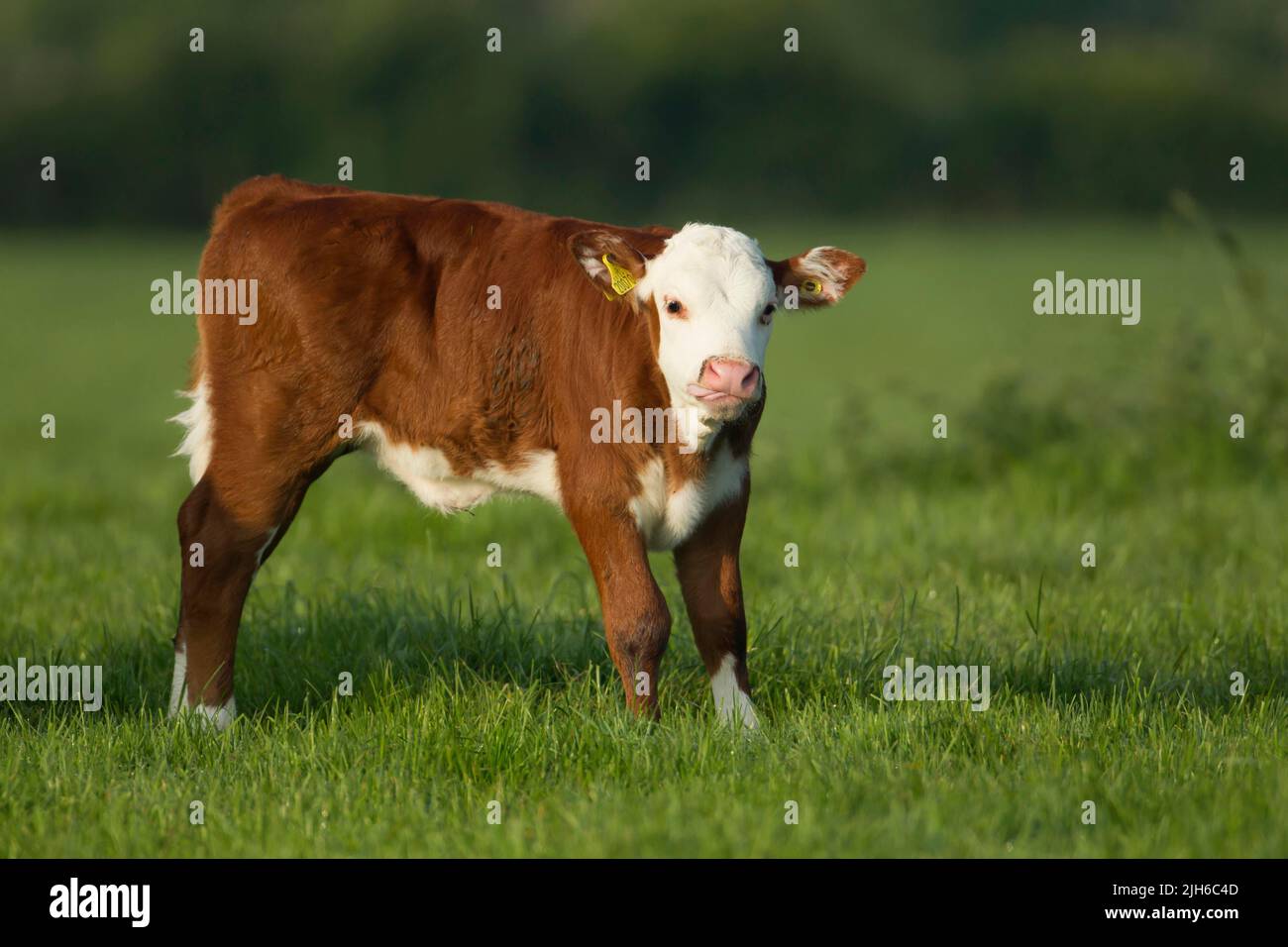 Cow (Bos taurus) juvenile calf in a grass field, Norfolk, England ...