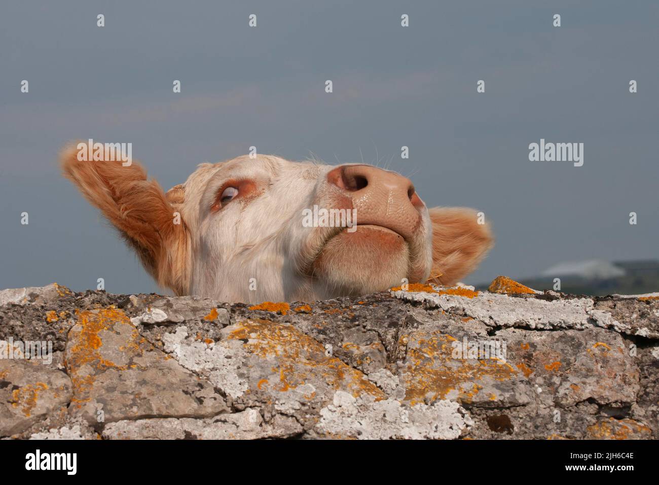 Cow looking over stone wall hi-res stock photography and images - Alamy