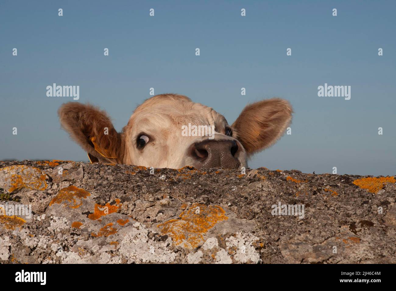 Cow looking over stone wall hi-res stock photography and images - Alamy