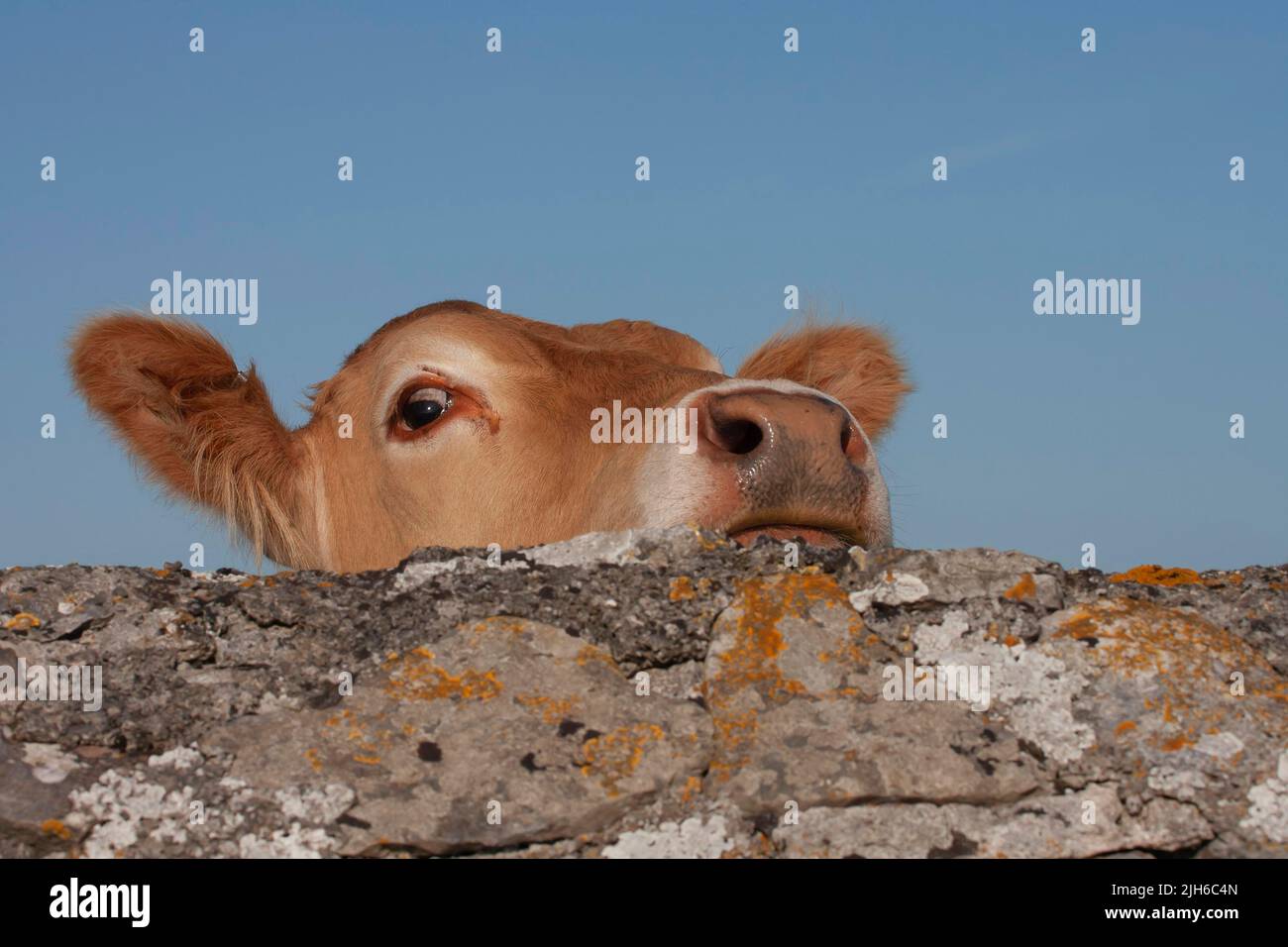 Cow (Bos taurus) adult animal looking over a stone wall, Pembrokeshire ...