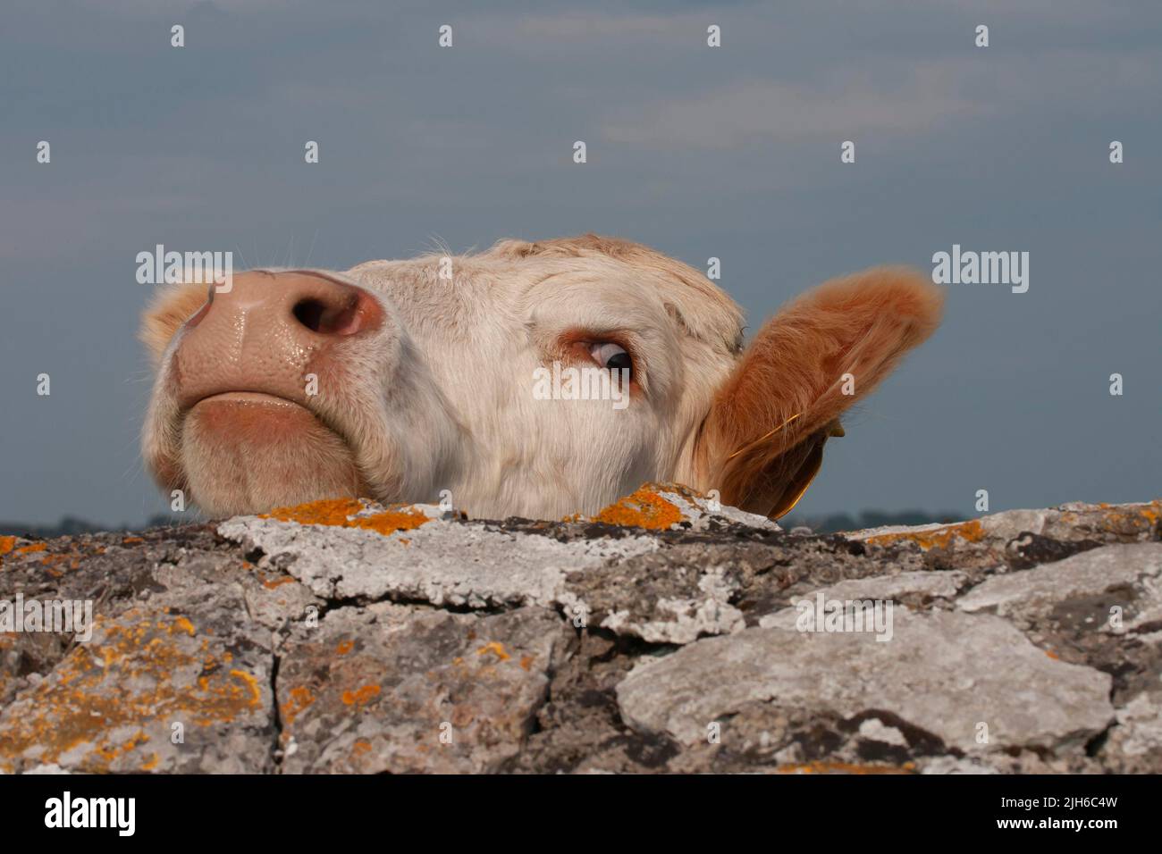 Cow (Bos taurus) adult animal looking over a stone wall, Pembrokeshire ...