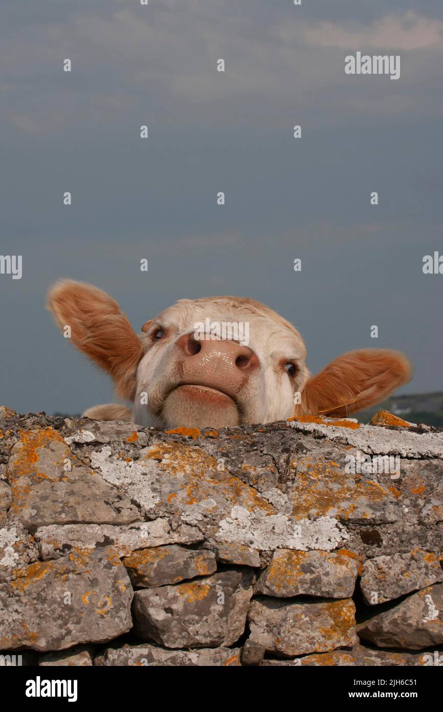 Cow (Bos taurus) adult animal looking over a stone wall, Pembrokeshire ...