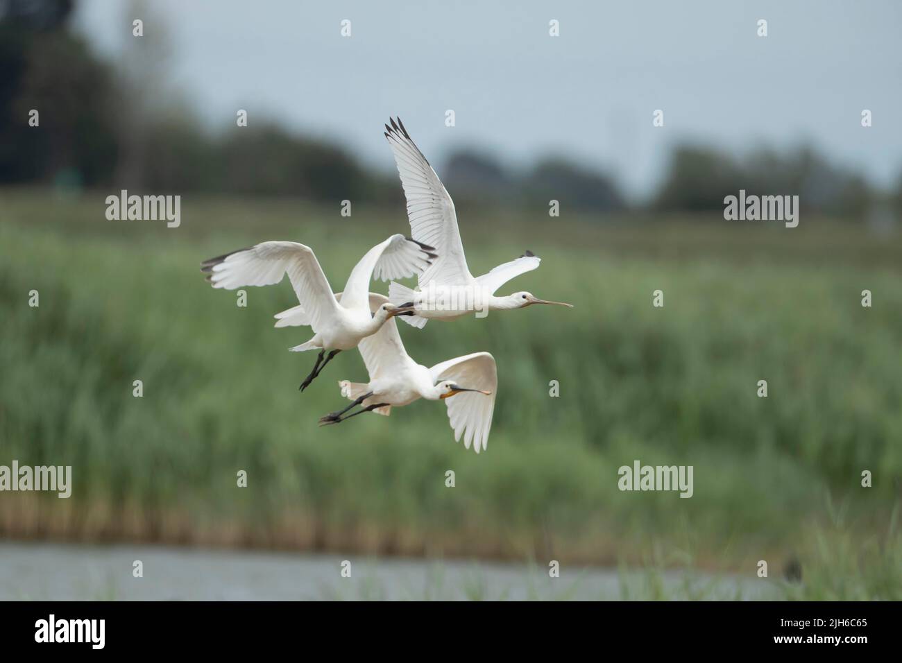 Eurasian spoonbill (Platalea leucorodia) three adult birds in flight ...