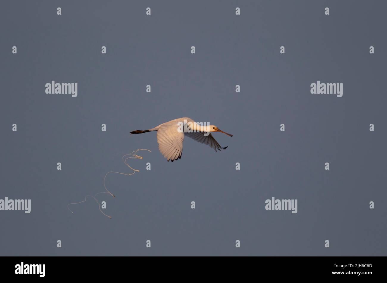 Eurasian spoonbill (Platalea leucorodia) adult bird defecating in ...