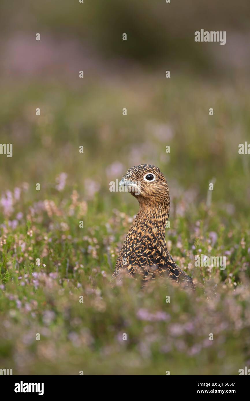 Summer moorland hi-res stock photography and images - Alamy