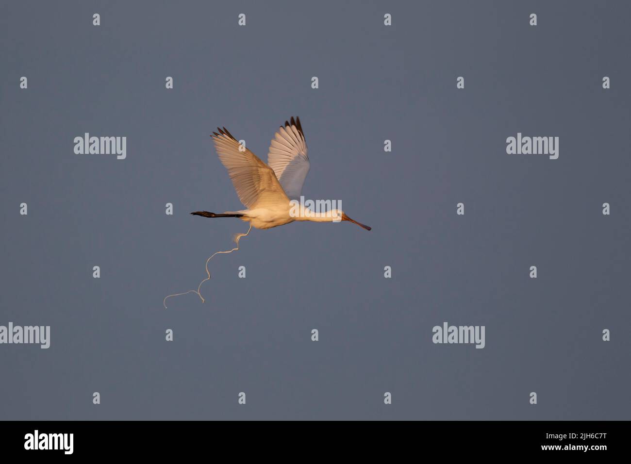 Eurasian spoonbill (Platalea leucorodia) adult bird defecating in ...