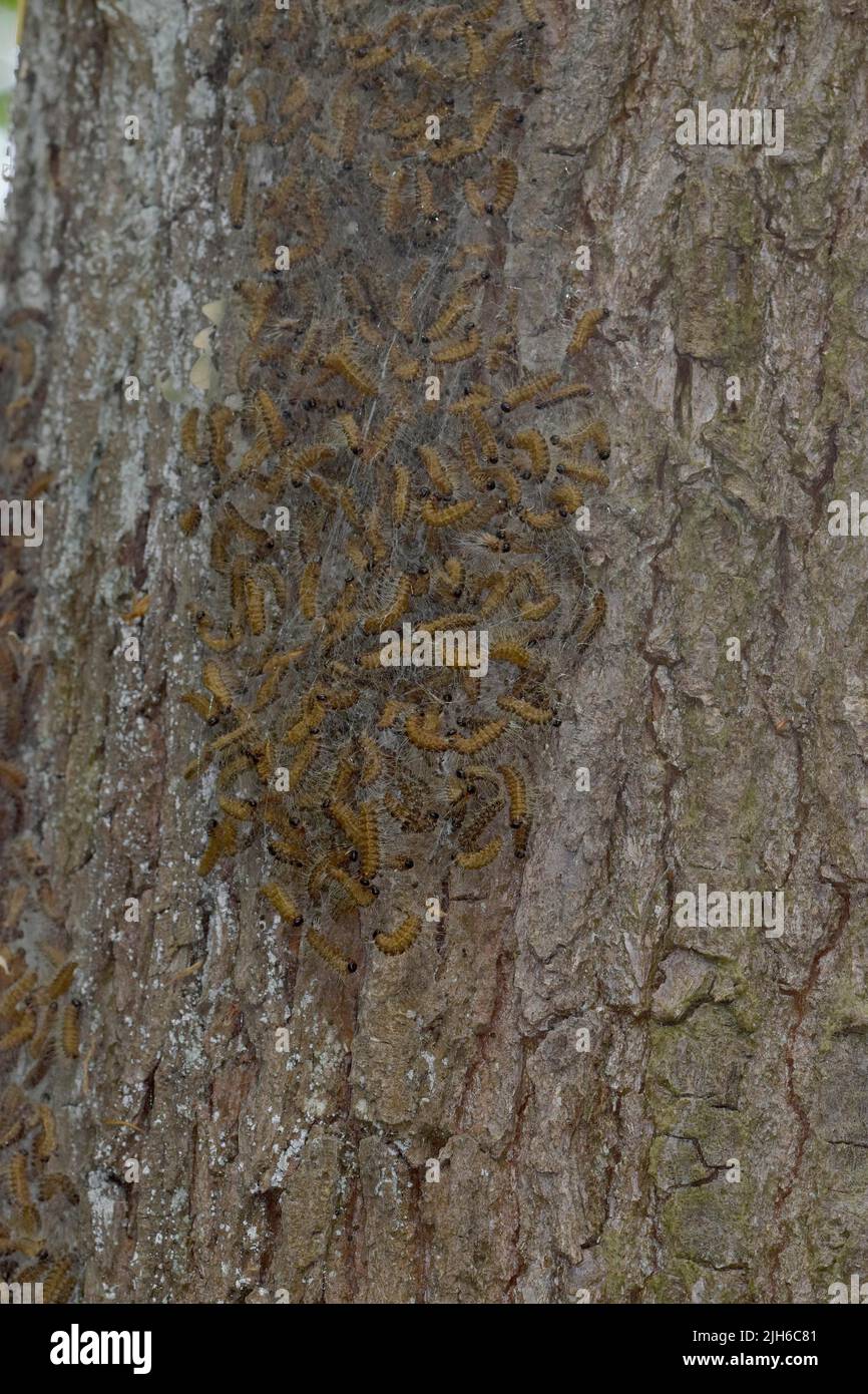 Nest of processionary moth hi-res stock photography and images - Alamy