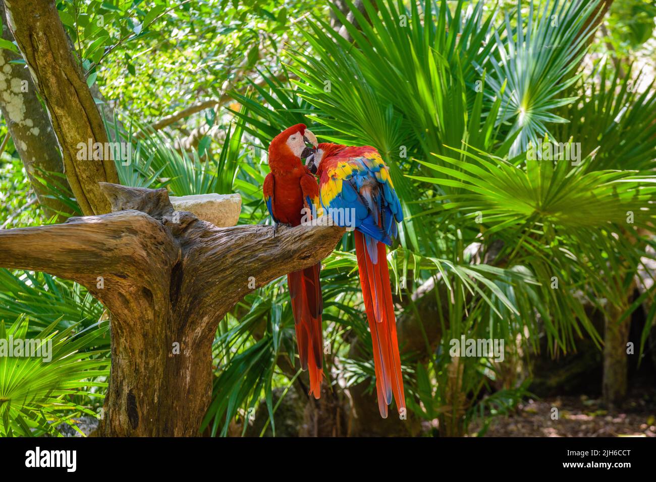 Blue parrot mexico playa carmen hi-res stock photography and images - Alamy