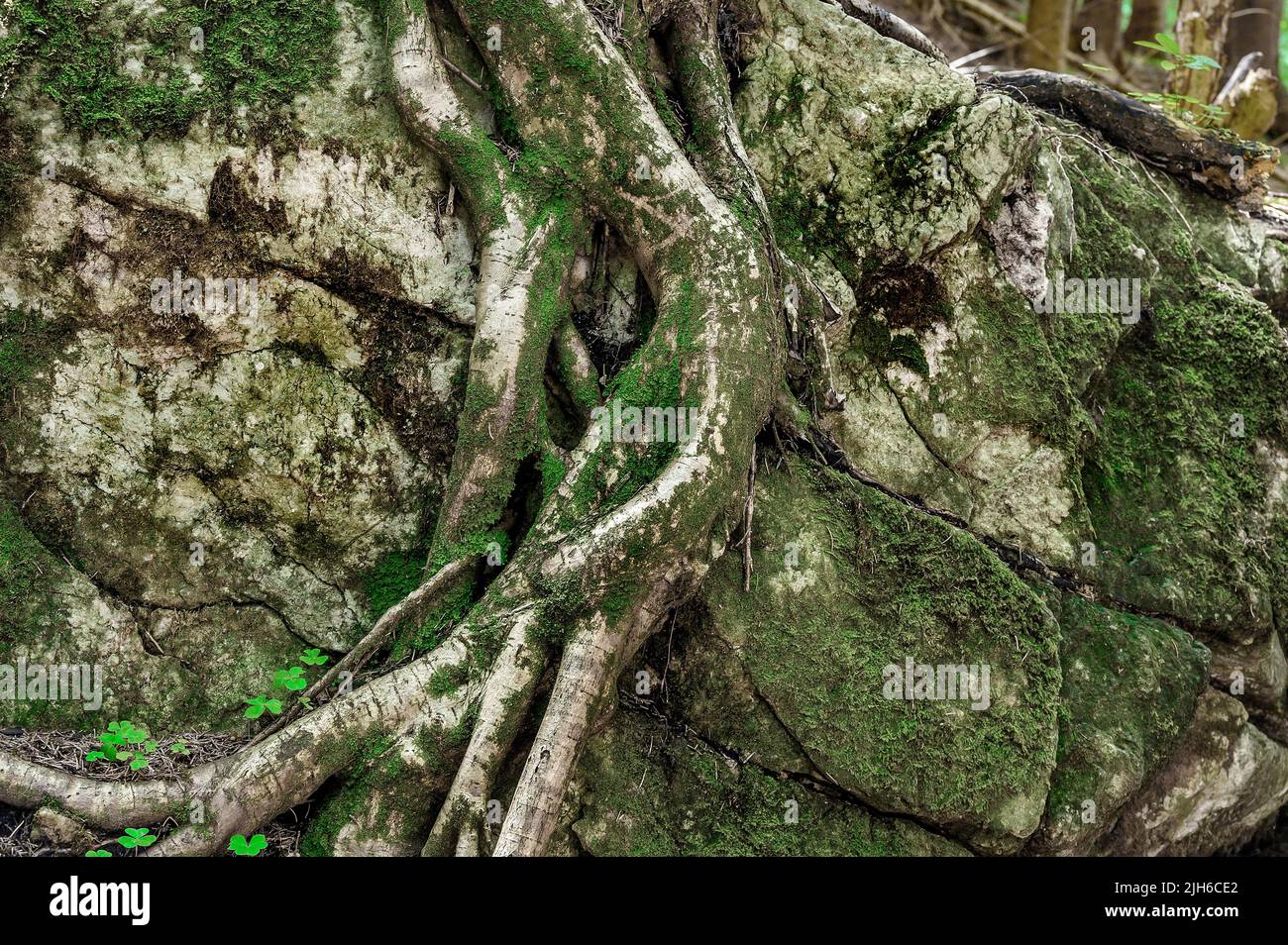 Tree root rock hi-res stock photography and images - Alamy