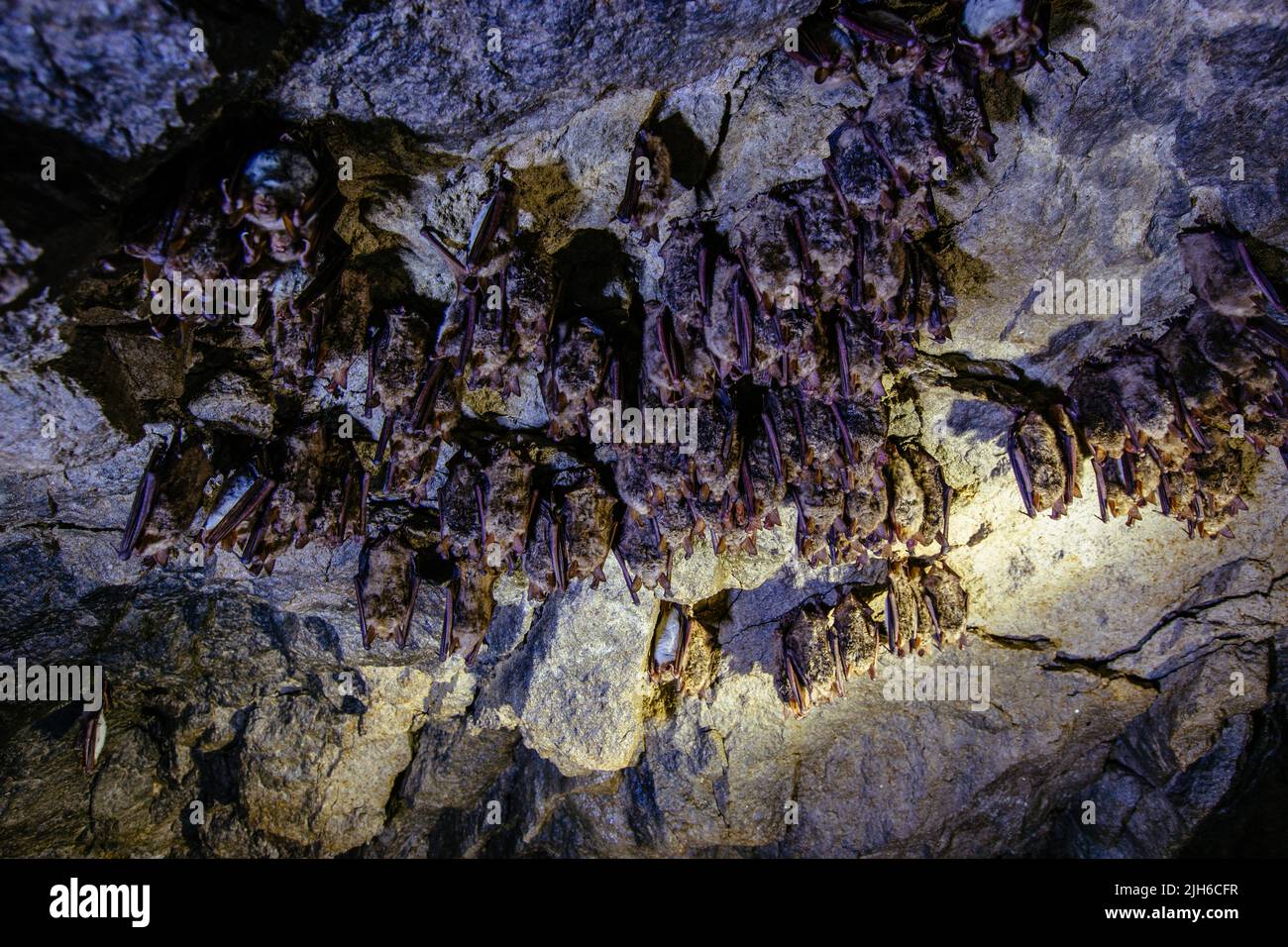 Bats sleeping in cave hi-res stock photography and images - Alamy