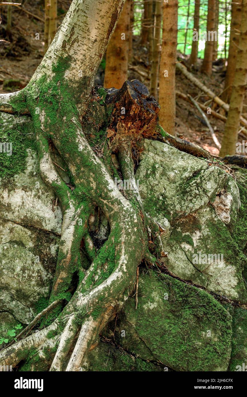 Root in the rock hi-res stock photography and images - Alamy