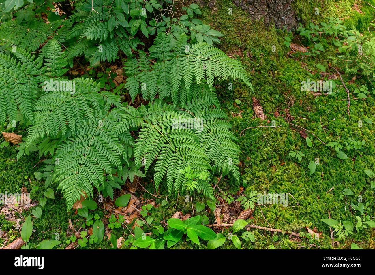 Lady fern in forest germany hi-res stock photography and images - Alamy