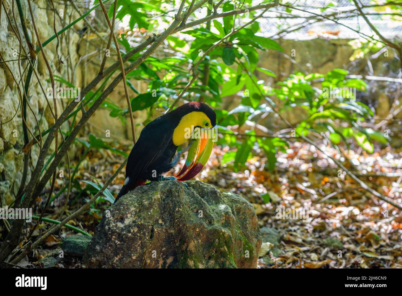 Keel-billed Toucan, Ramphastos sulfuratus, bird with big bill sitting ...