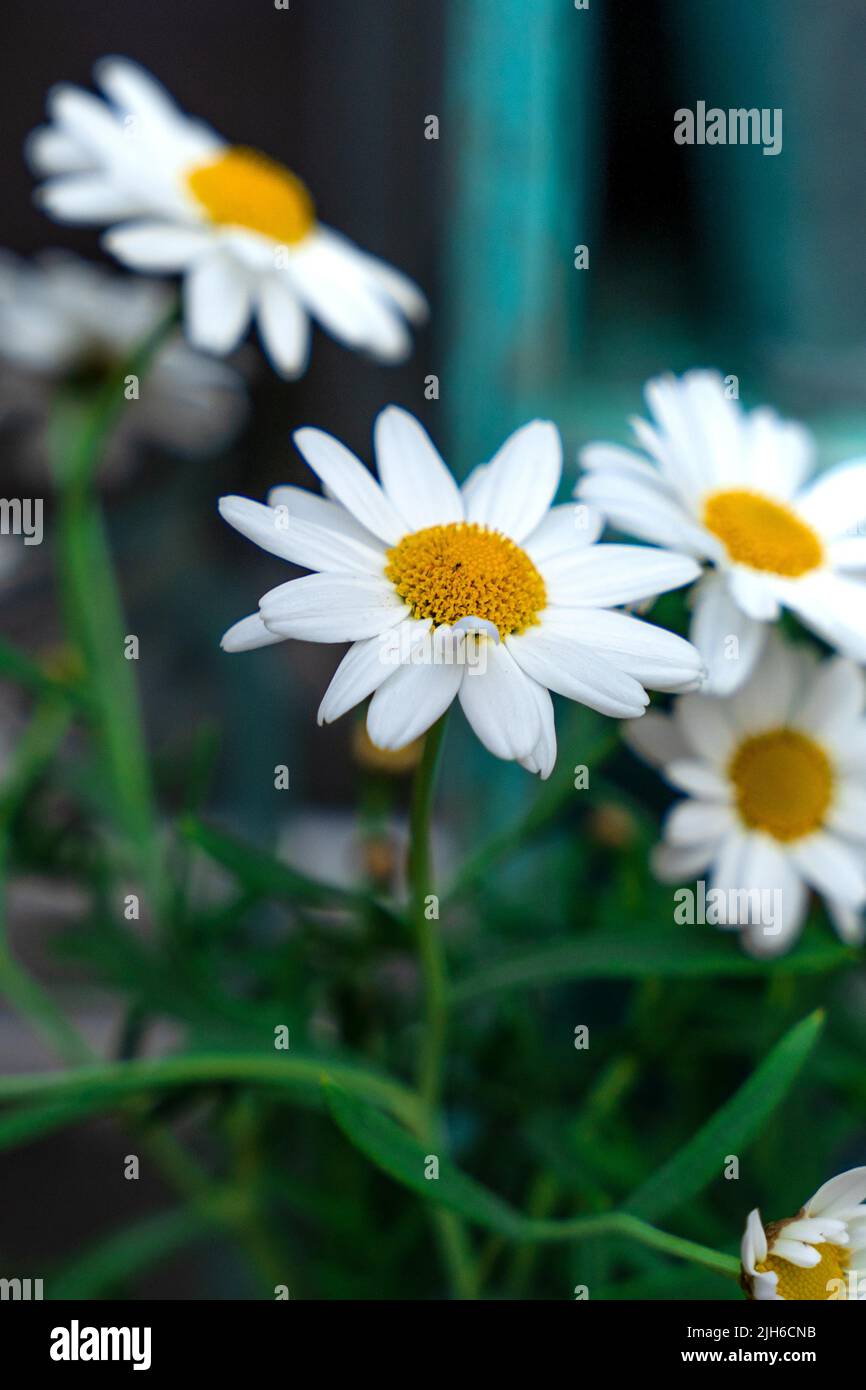 Detail photograph of daisies in the Black Forest, Germany Stock Photo ...