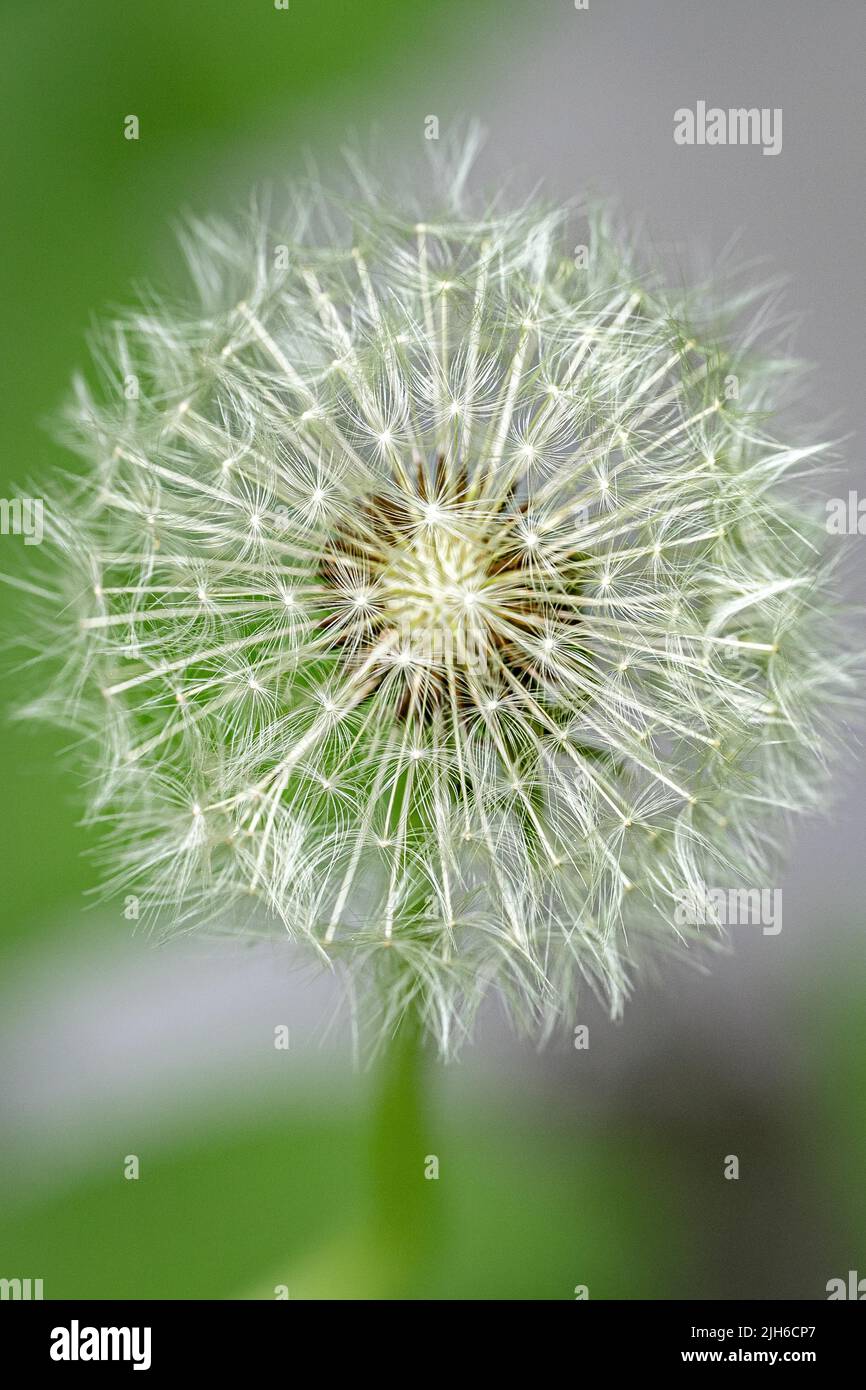 Detail photograph of a puff flower in the Black Forest, Germany Stock ...
