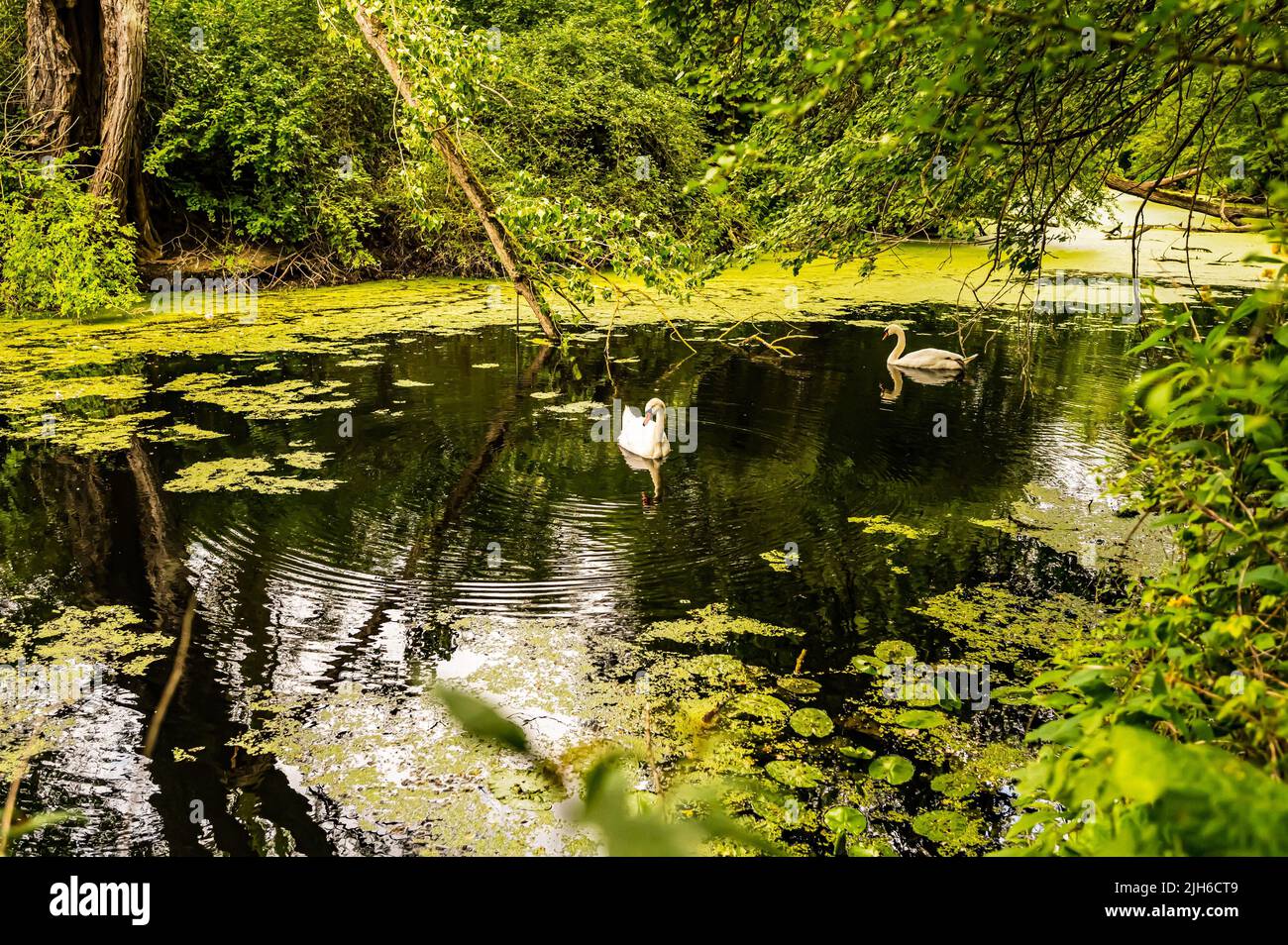 Two white swans (Cygnus) swimming on a pond overgrown with blue-green ...