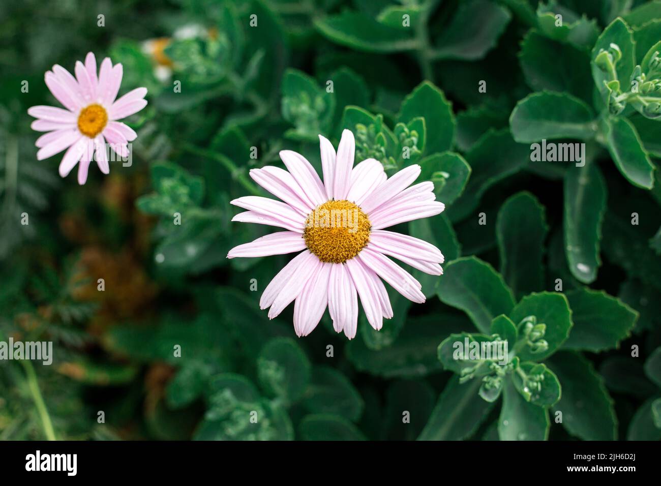 Daisies with rose petals grow in the garden Stock Photo - Alamy