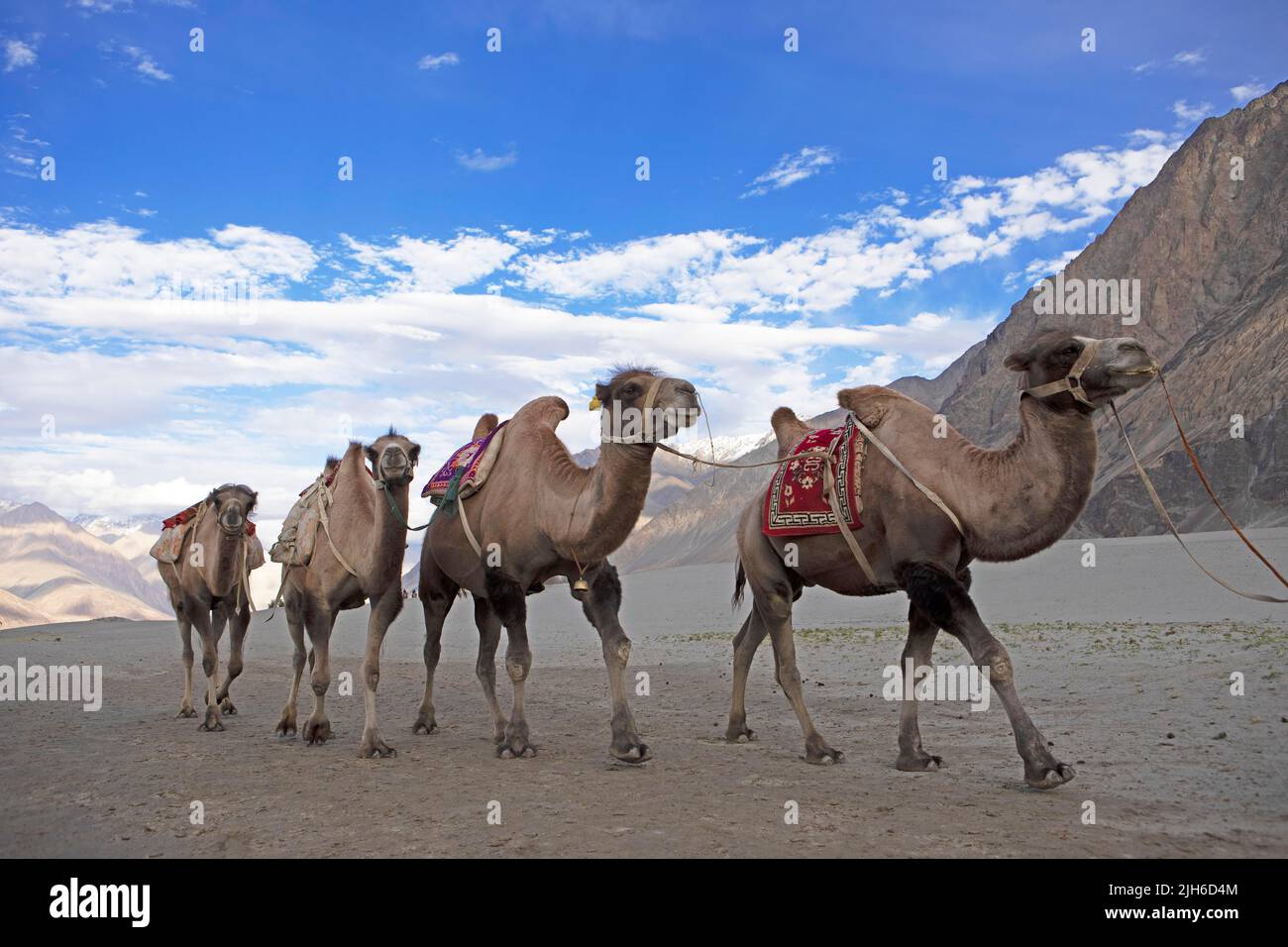 Bactrian camels (Camelus ferus), in the Nubra sand dunes, Leh district ...