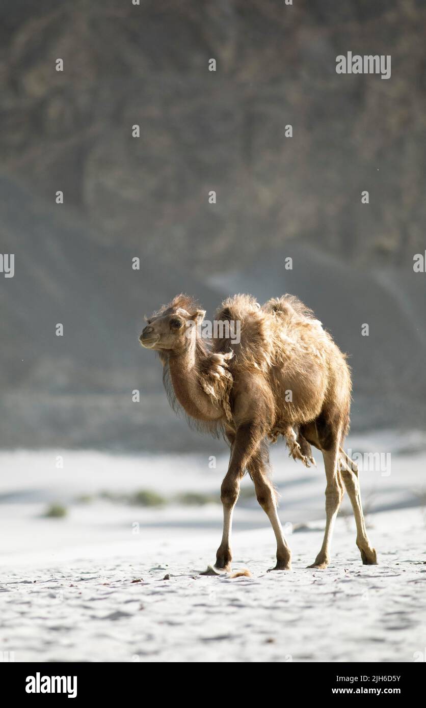 Bactrian camel (Camelus ferus), young animal, Nubra sand dunes, Leh ...
