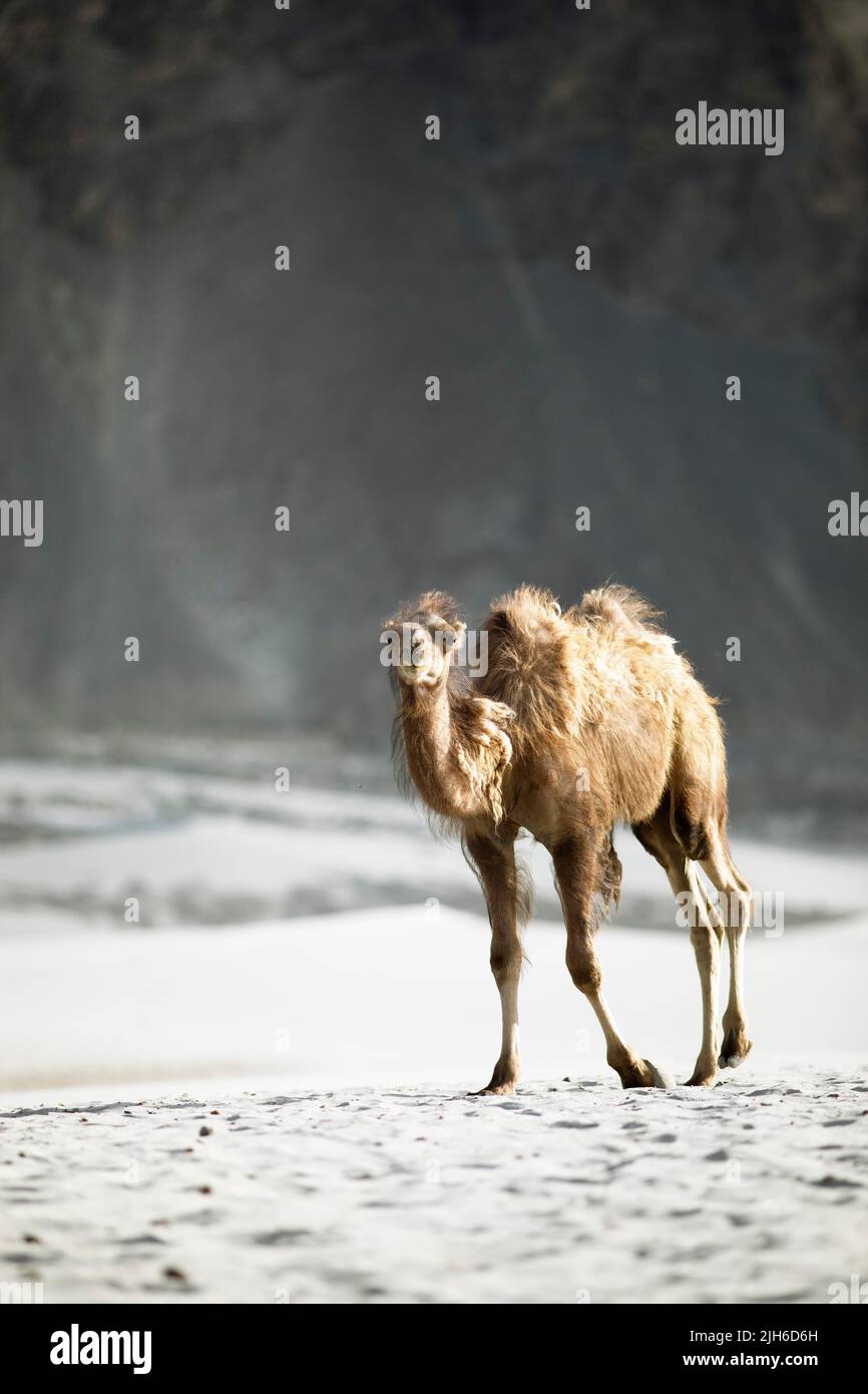 Bactrian camel (Camelus ferus), young animal, Nubra sand dunes, Leh ...