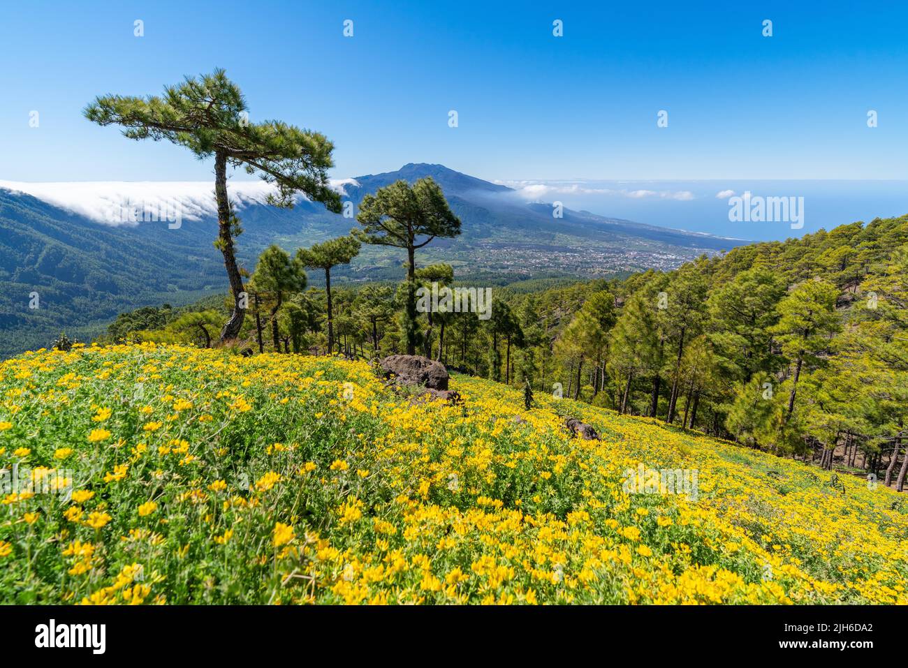 View from Risco de las Cuevas to the volcanoes of Cumbre Nueva, Caldera ...