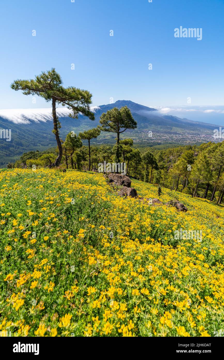 View from Risco de las Cuevas to the volcanoes of Cumbre Nueva, Caldera ...