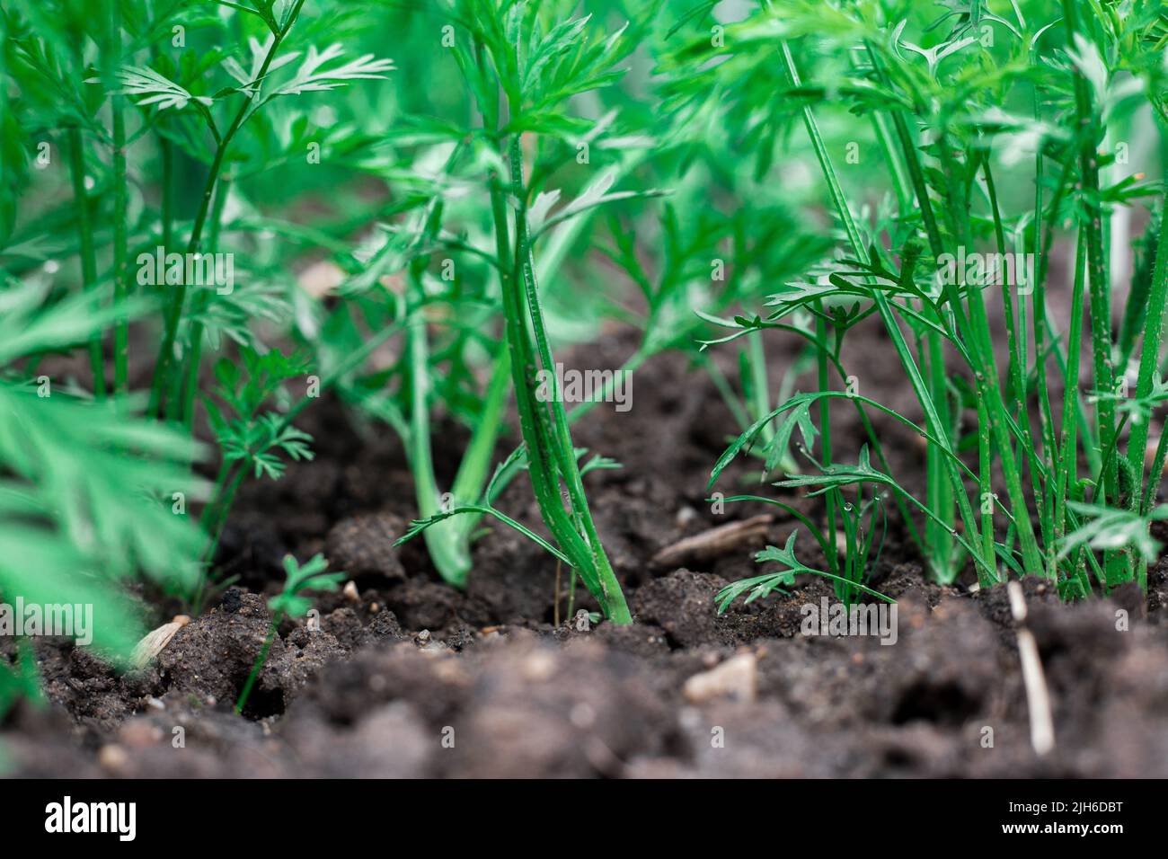 Growing carrot shoots hi-res stock photography and images - Alamy