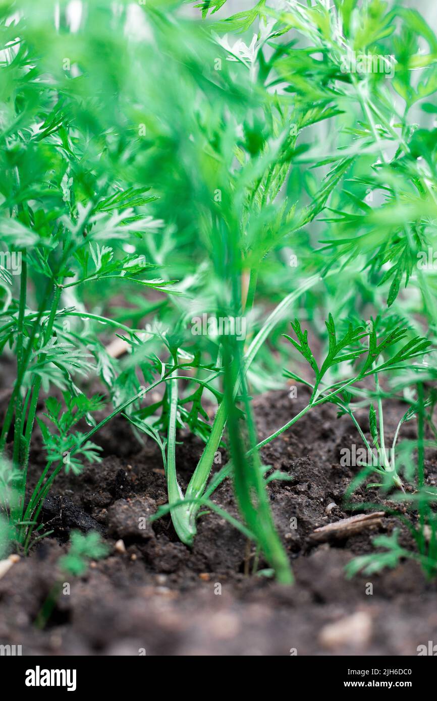 Growing carrot shoots hi-res stock photography and images - Alamy