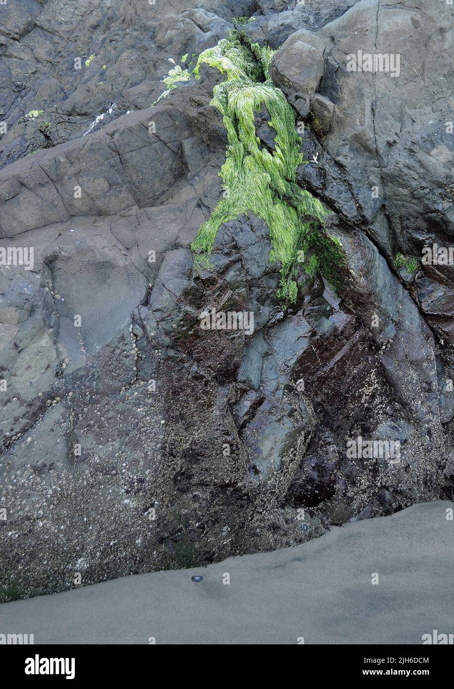 algae growing on a rock at Baker Beach in San Francisco, California, US ...