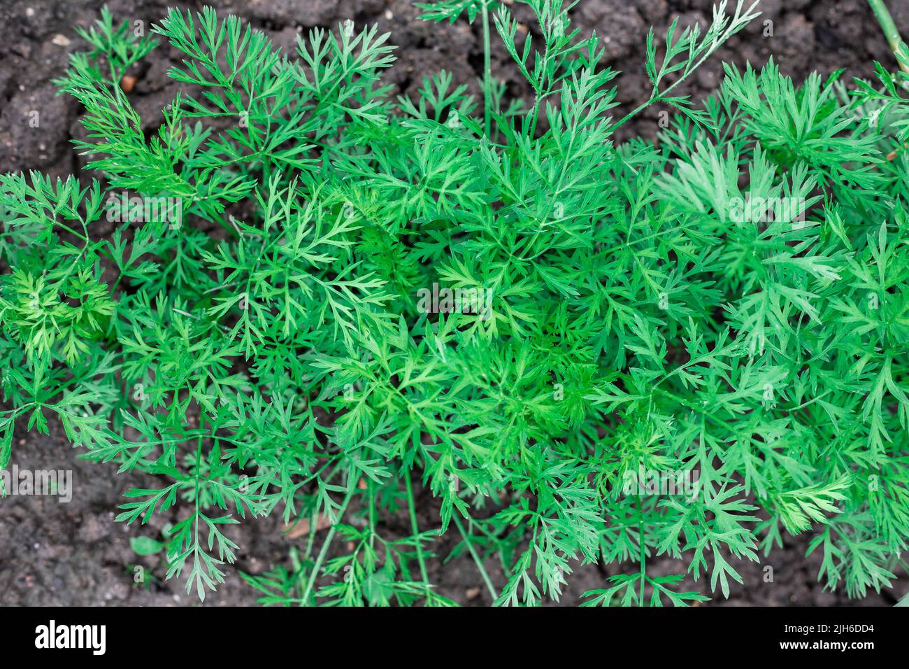 Carrots grow in the garden. Green shoots Stock Photo - Alamy