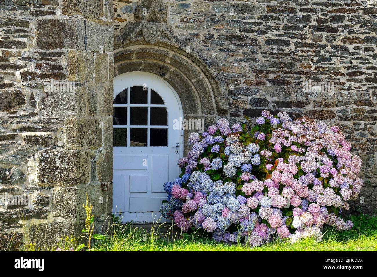 Maison de guet 14th century stone house, hydrangeas in front, La ...