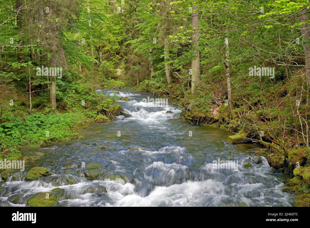 Mountain stream with rapids, Schwarzwasserbach, Schwarzwassertal ...