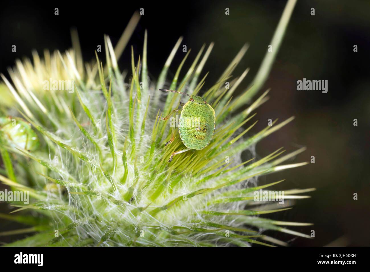 Green shield bug (Palomena prasina) sitting on a thistle leaf, Tegler ...