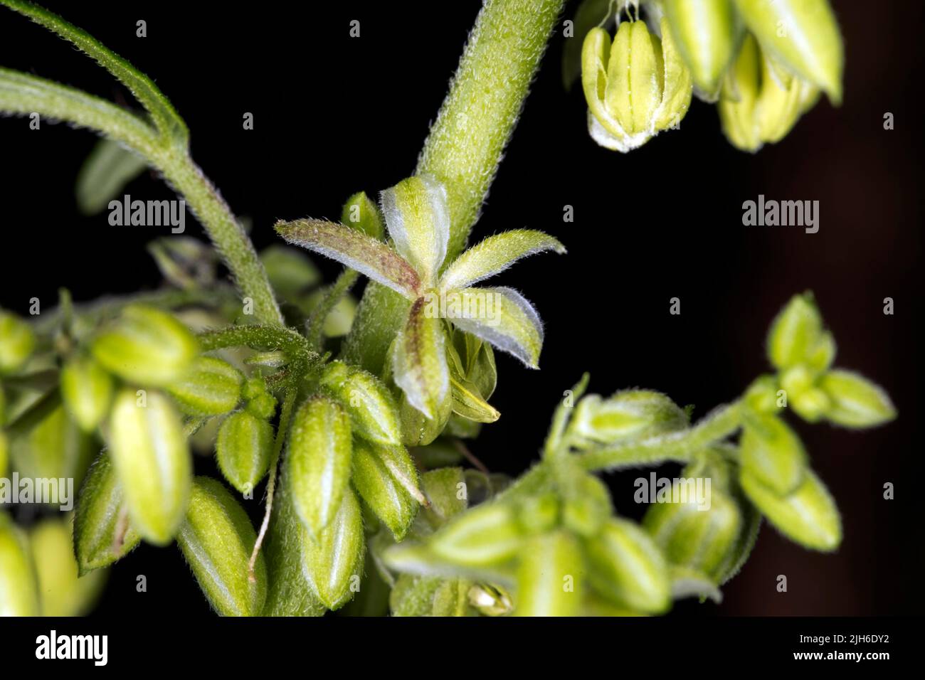 Hemp flowers hi-res stock photography and images - Alamy
