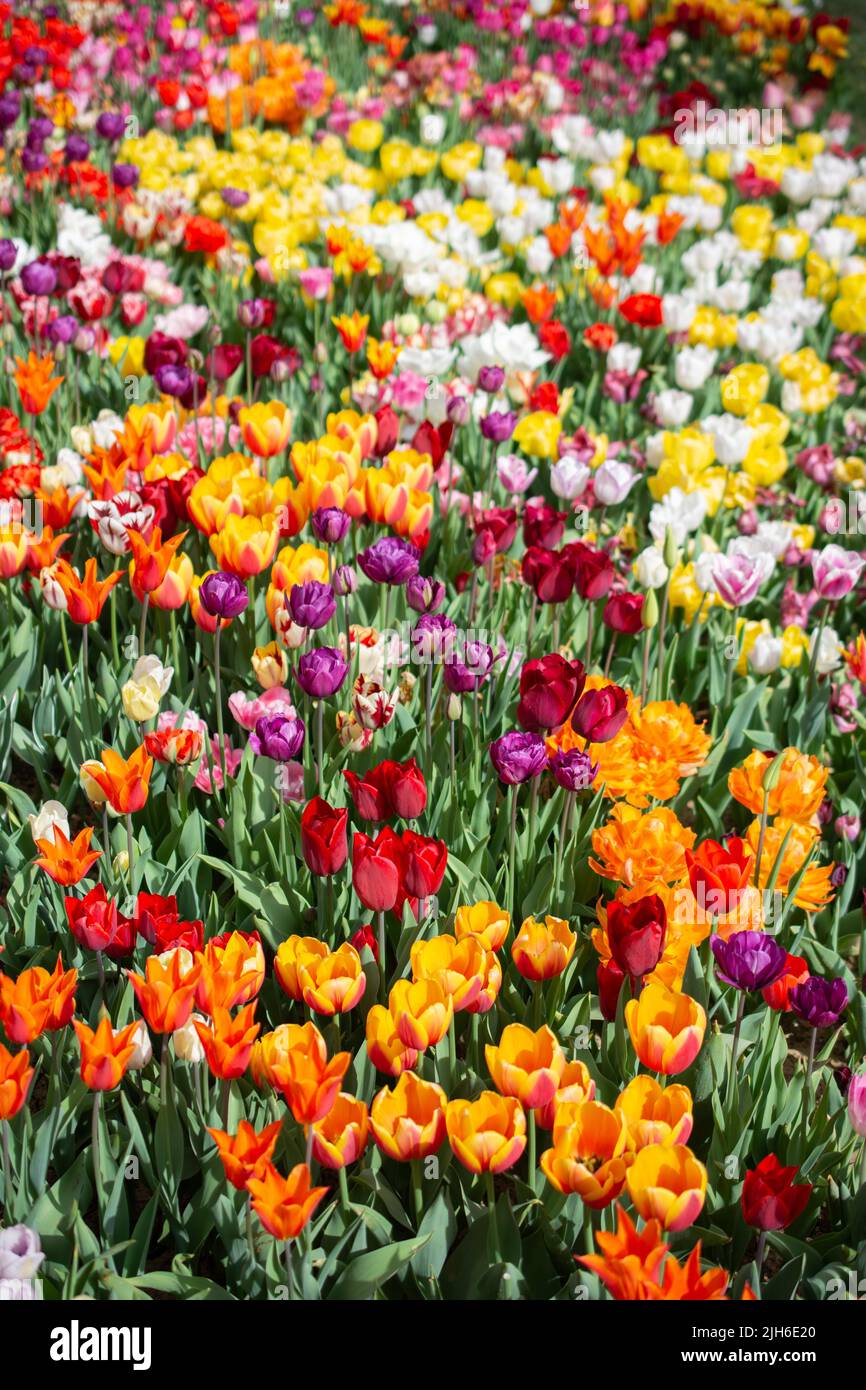 Awakening nature concept hi-res stock photography and images - Alamy