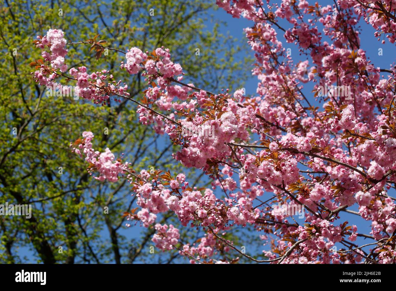 Pink cherry blossoms on tree branches, Germany Stock Photo - Alamy