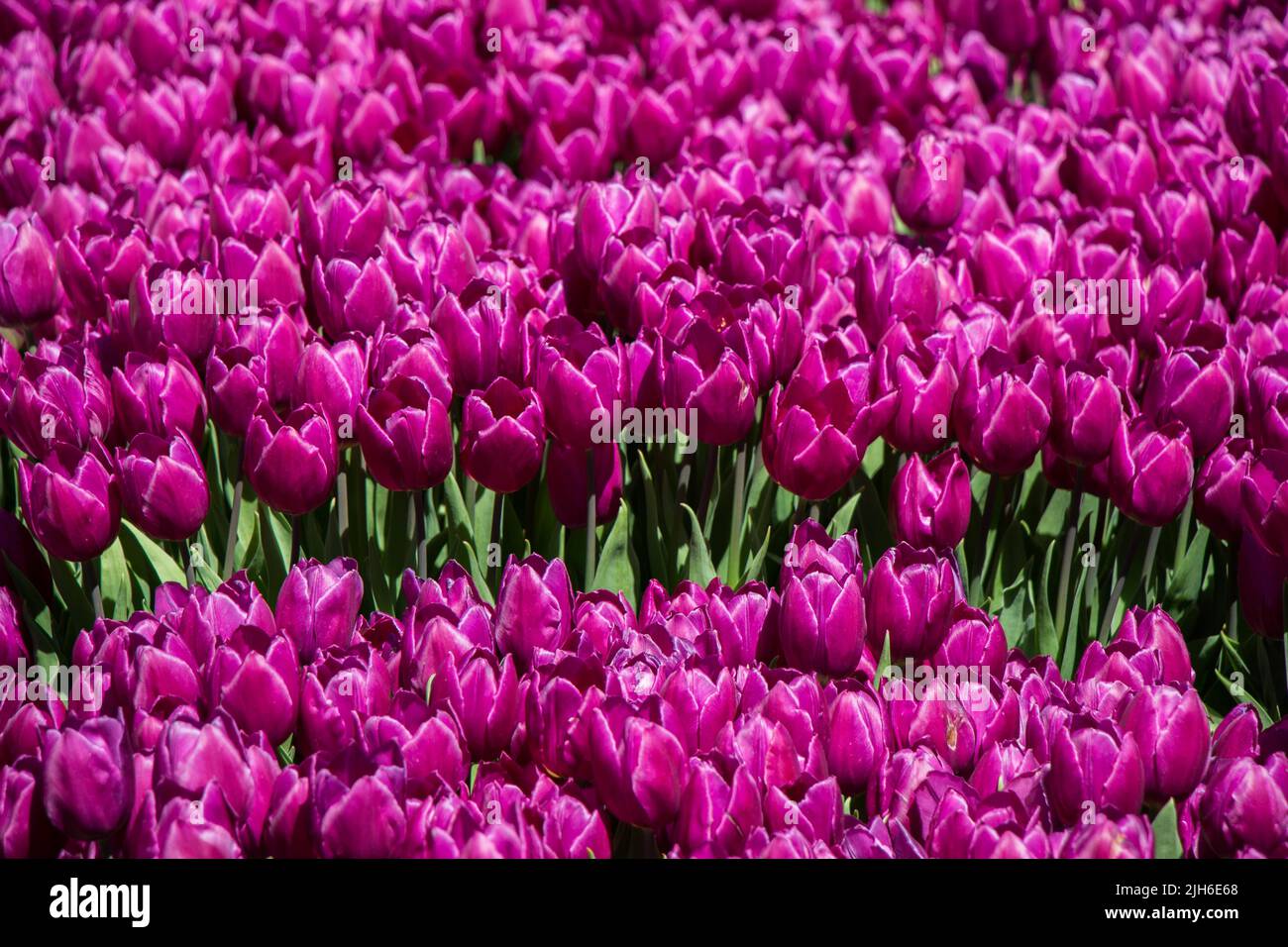 Tulip Flowers Blooming in Spring Season Stock Photo - Alamy