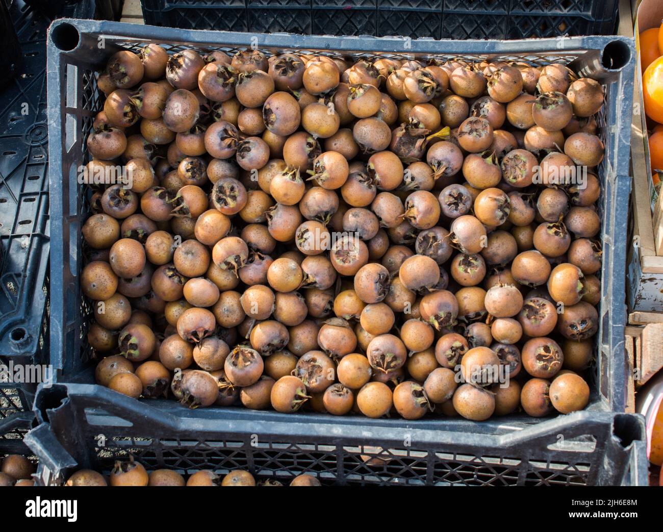 Freshly picked up ripe medlar (mespilus germanica) fruit species Stock ...